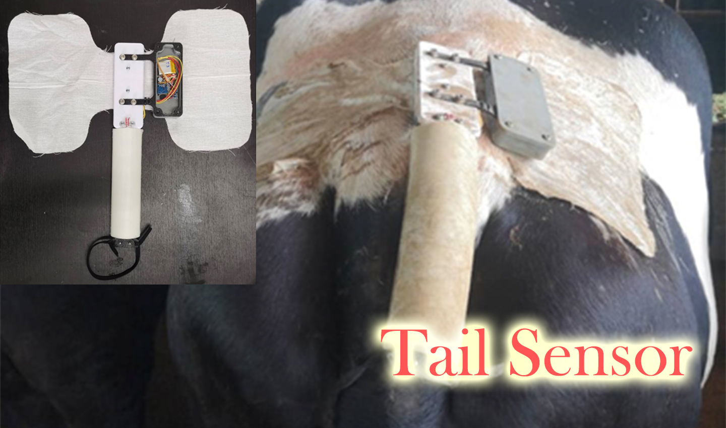 Komilo Dairy Cow Estrus Detection System James Dyson Award