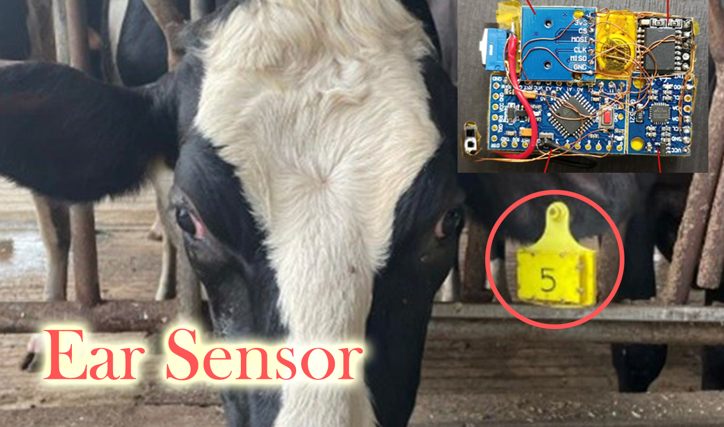 Komilo Dairy Cow Estrus Detection System James Dyson Award
