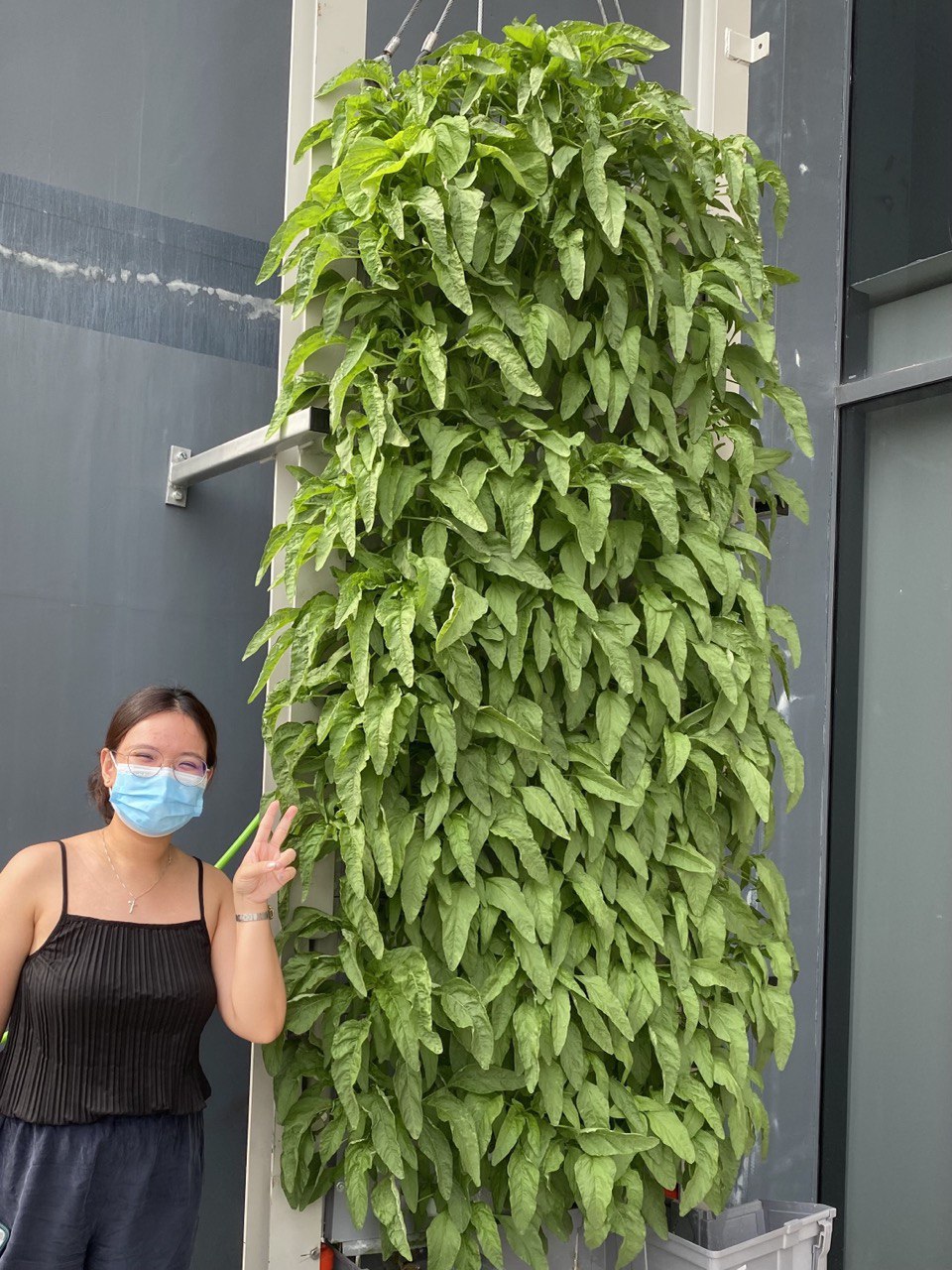 Vertical Farming - Reinvented for Urban Cities | James Dyson Award